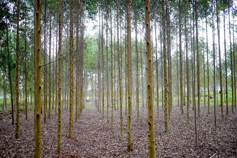 Trees in a Eucalyptus Forest Stock Photo - Image of bark, branches ...