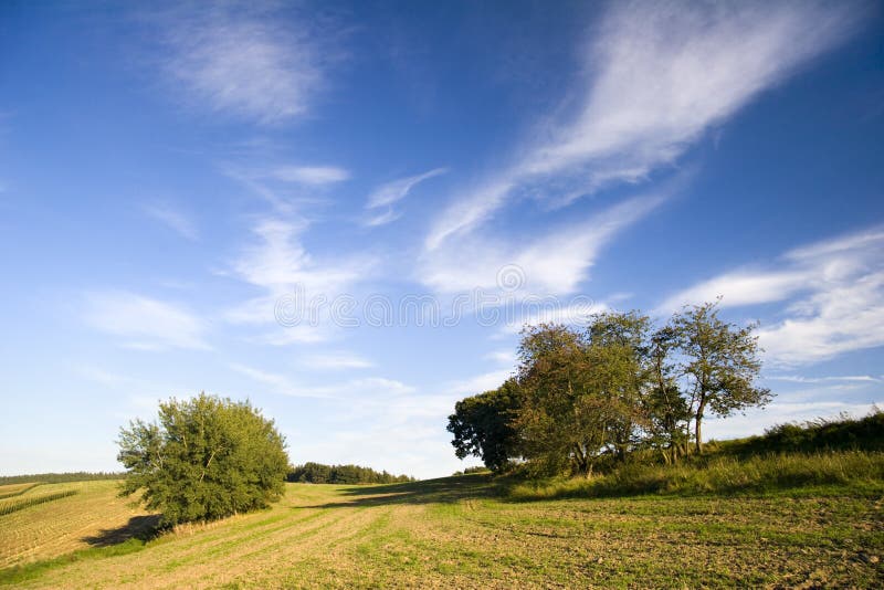 Trees on evening stock image. Image of broad, harvest - 6668167
