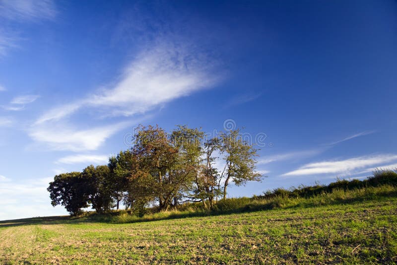 Trees On Evening Picture. Image: 6729548