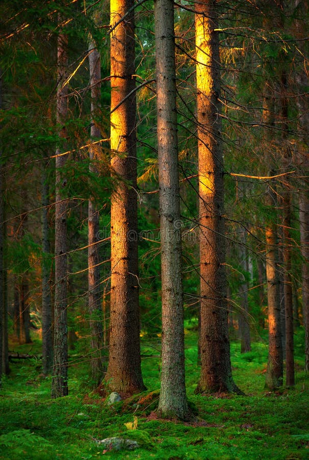 Trees in evening light stock image. Image of sunlight - 26304573