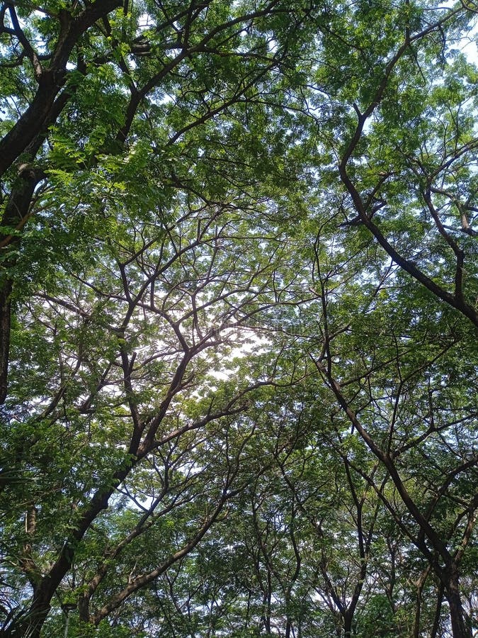 Trees in Every City Beautiful City Live Stock Photo - Image of trees ...