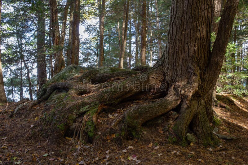 Trees with Exposed Roots in Autumn Forest. Stock Photo - Image of ...