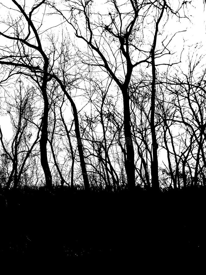 Trees-001 stock image. Image of file, missouri, whiteness - 167929621