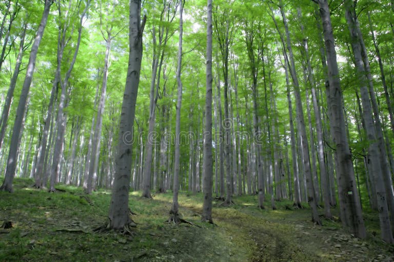 13,103 Sun Trees Face Stock Photos - Free & Royalty-Free Stock Photos ...