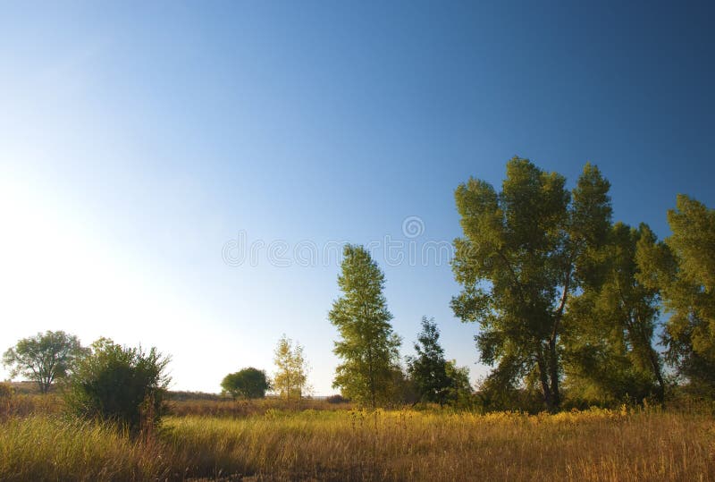 Trees Facing Bright Morning Light Stock Photo - Image of reach, sunrise ...