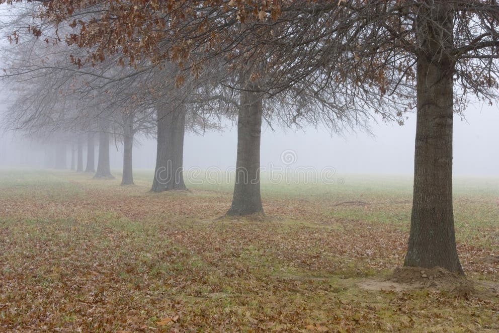 Trees Fading into the Fog stock image. Image of leaves - 18011911