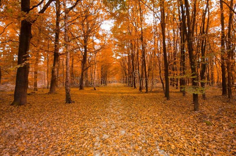 Trees During Fall Picture. Image: 109912600
