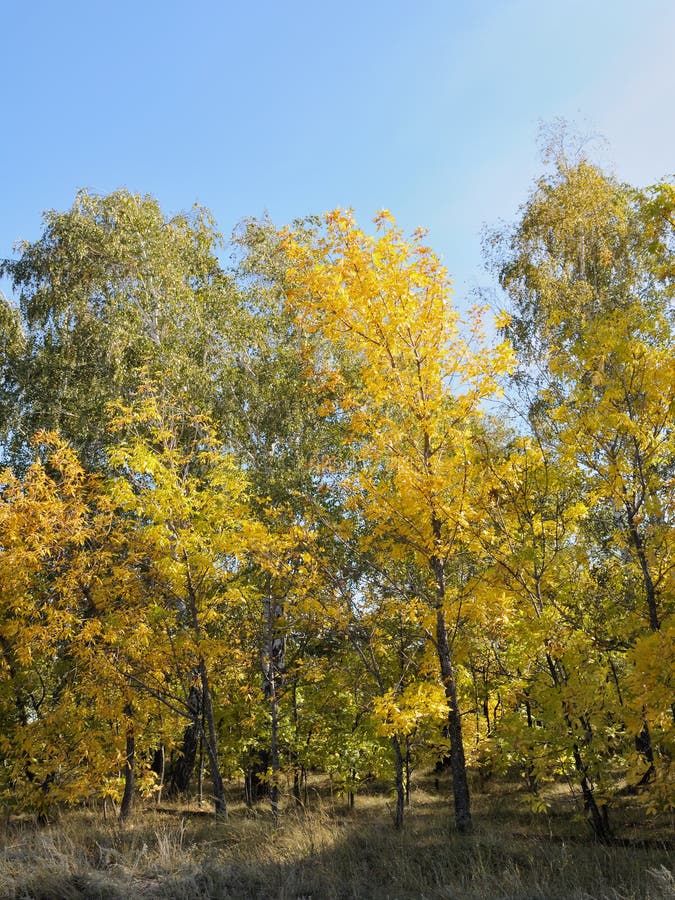 Trees in Fall stock photo. Image of flora, foliage, outdoors - 22688562