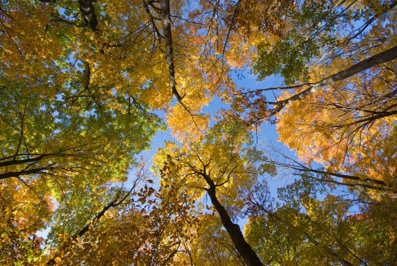 Trees in Fall stock photo. Image of growth, colors, trees - 7123224