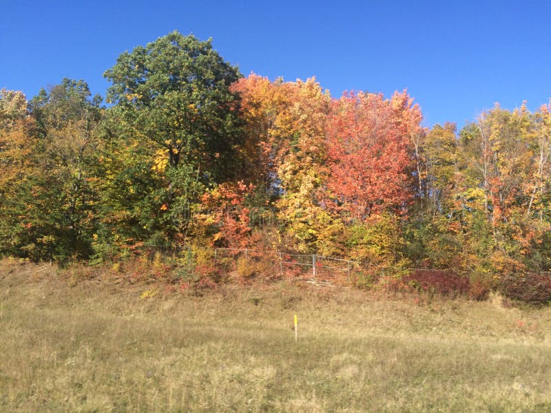 Trees stock photo. Image of trees, fall, october, autumn - 60732998