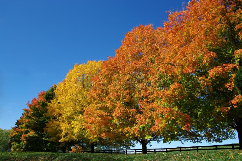 Trees in Fall Colors stock image. Image of maple, outdoor - 16798267