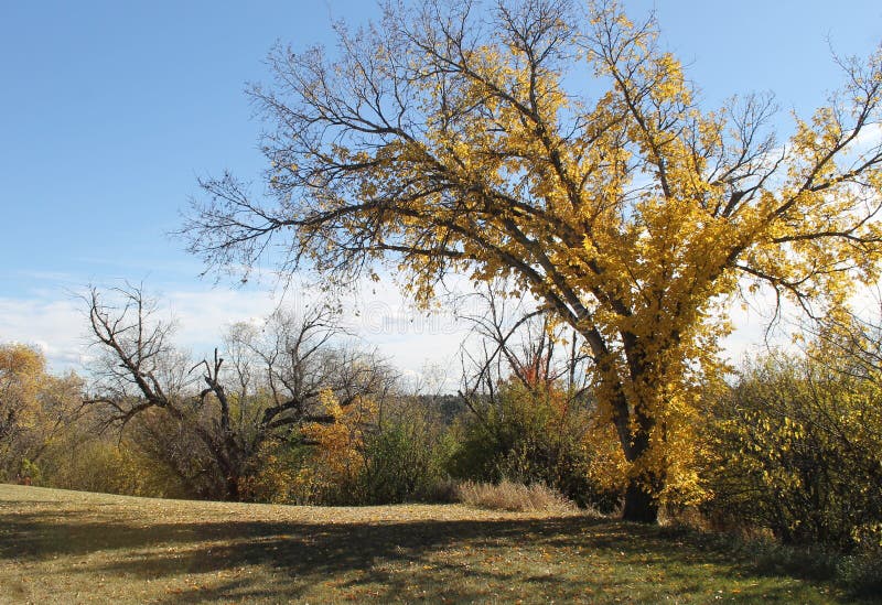 Trees with fall colors stock photo. Image of canada, scenic - 53726634