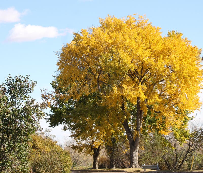 Trees with fall colors stock photo. Image of green, scenic - 53726890