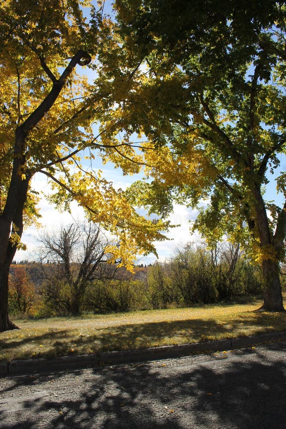 Trees with fall colors stock image. Image of edmonton - 53726923