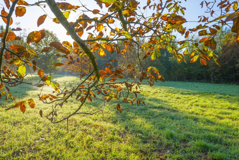 Trees in Fall Colors in a Green Grassy Field in Sunlight in Autumn ...