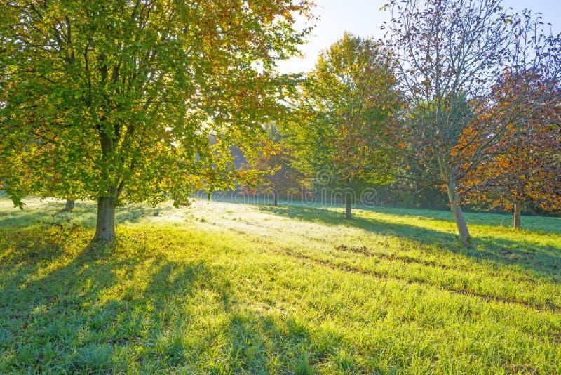 Trees in Fall Colors in a Green Grassy Field in Sunlight in Autumn ...