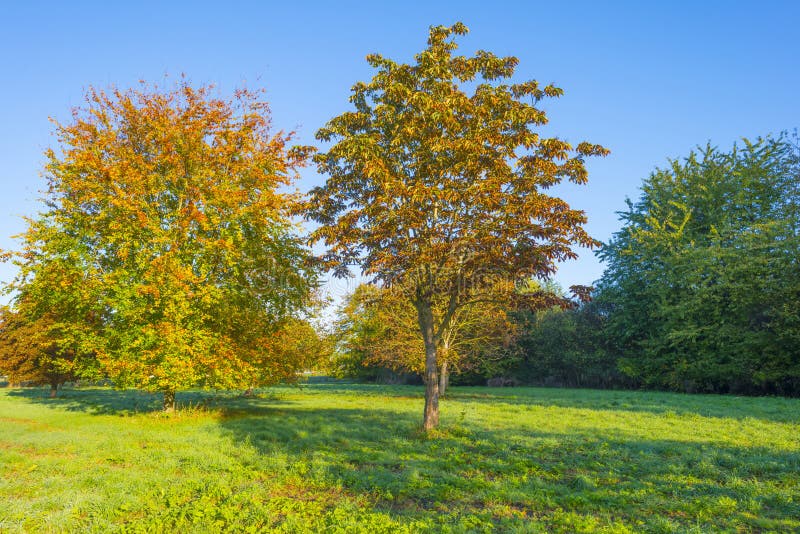 Trees in Fall Colors in a Green Grassy Field in Sunlight in Autumn ...