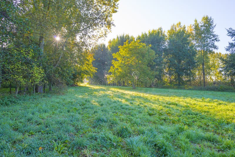 Trees in Fall Colors in a Green Grassy Field in Sunlight in Autumn ...