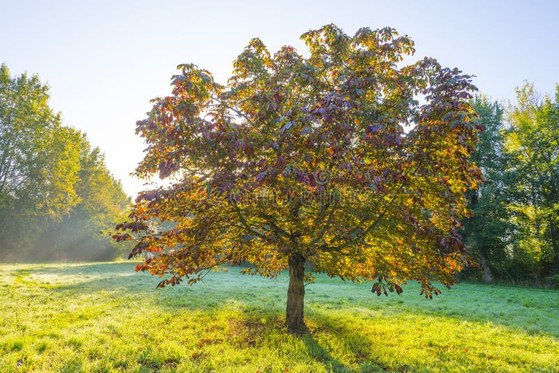 Trees in Fall Colors in a Green Grassy Field in Sunlight in Autumn ...