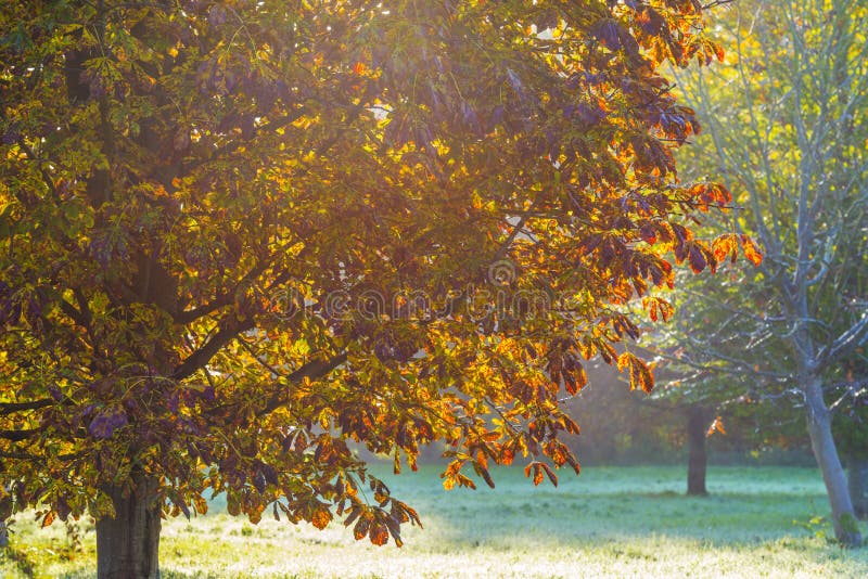 Trees in Fall Colors in a Green Grassy Field in Sunlight in Autumn ...