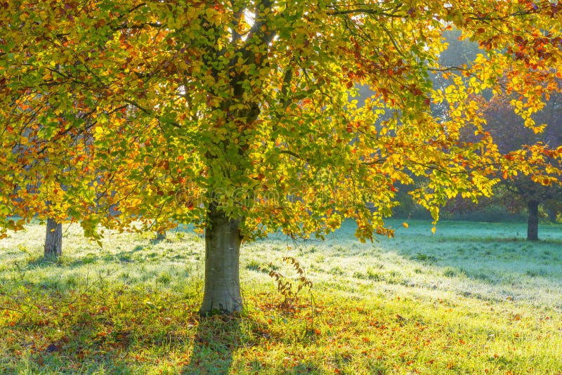 Trees in Fall Colors in a Green Grassy Field in Sunlight in Autumn ...