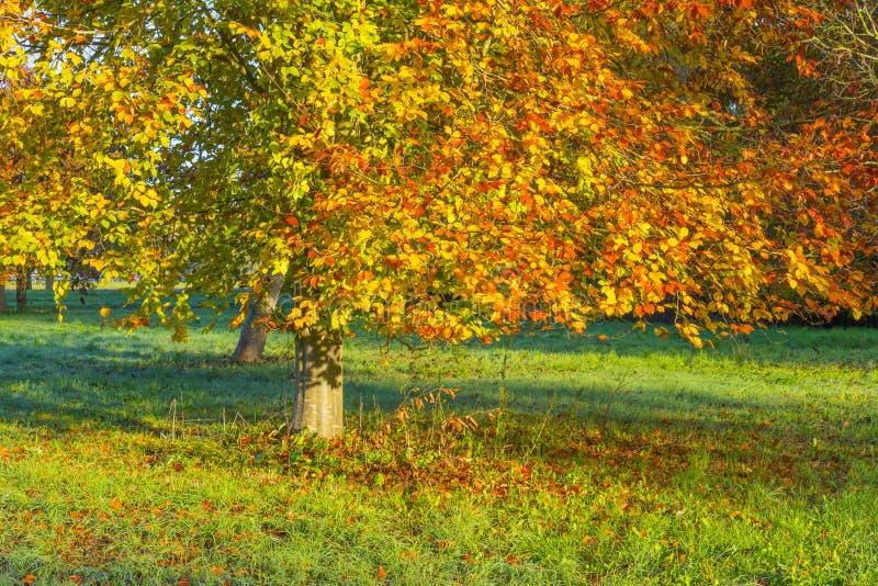 Trees in Fall Colors in a Green Grassy Field in Sunlight in Autumn ...