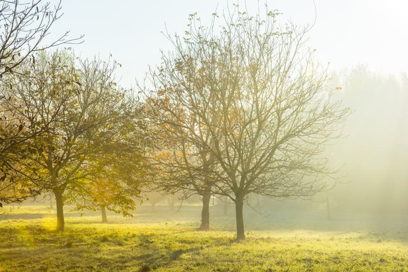 Trees in Fall Colors in a Green Grassy Field in Sunlight at Fall Stock ...