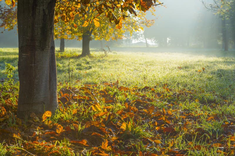 Trees in Fall Colors in a Green Grassy Field in Sunlight at Fall Stock ...