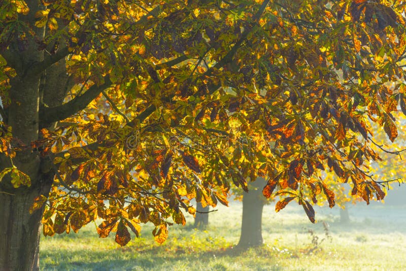 Trees in Fall Colors in a Green Grassy Field in Sunlight at Fall Stock ...