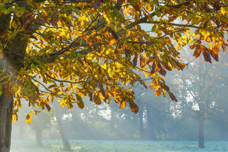 Trees in Fall Colors in a Green Grassy Field in Sunlight at Fall Stock ...