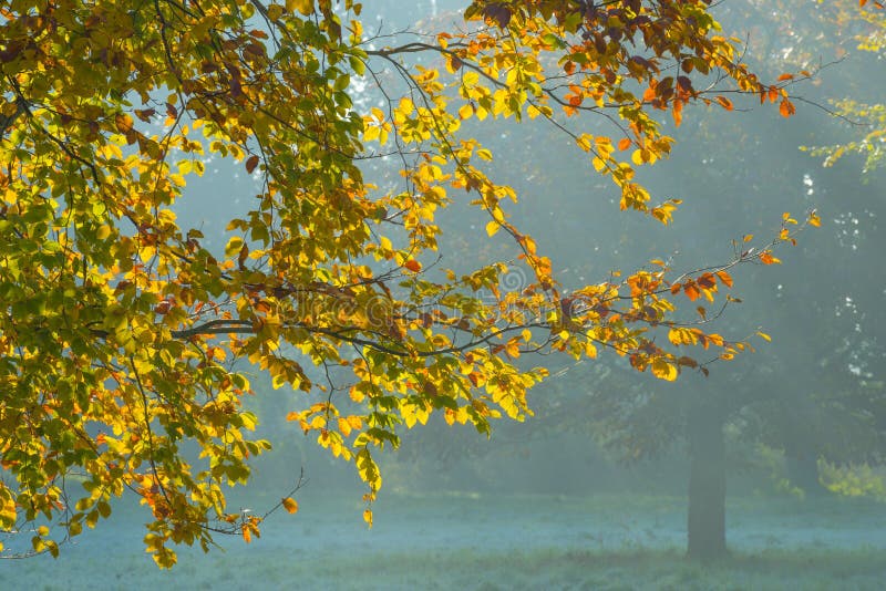 Trees in Fall Colors in a Green Grassy Field in Sunlight at Fall Stock ...