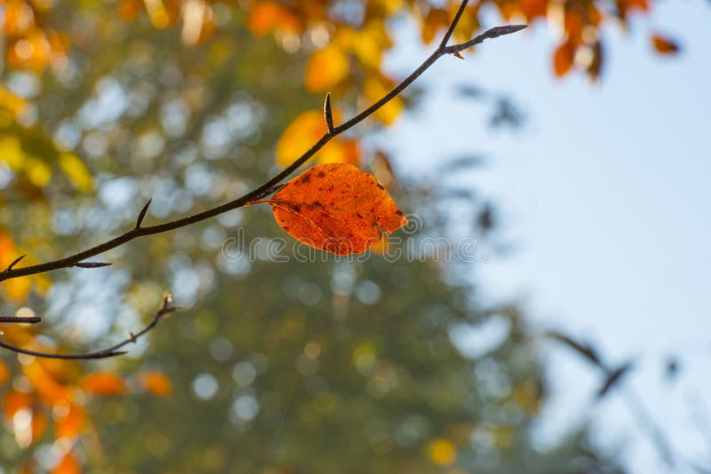 Trees in Fall Colors in a Green Grassy Field in Sunlight at Fall Stock ...
