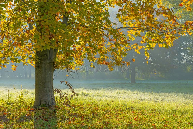 Trees in Fall Colors in a Green Grassy Field in Sunlight at Fall Stock ...