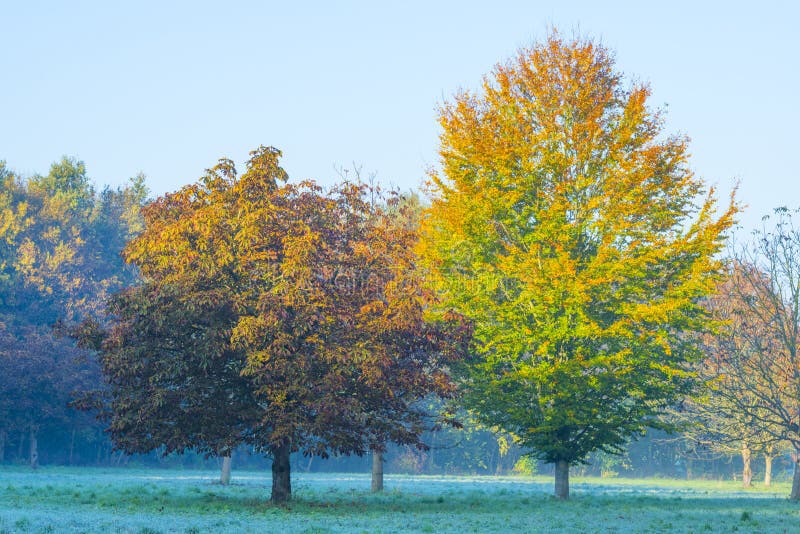 Trees in Fall Colors in a Green Grassy Field in Sunlight at Fall Stock ...