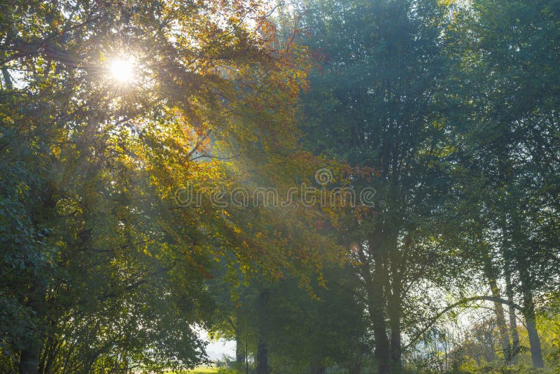 Trees in Fall Colors in a Green Grassy Field in Sunlight at Fall Stock ...