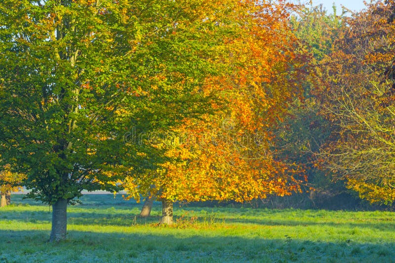 Trees in Fall Colors in a Green Grassy Field in Sunlight at Fall Stock ...