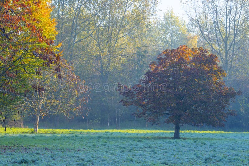 Trees in Fall Colors in a Green Grassy Field in Sunlight at Fall Stock ...