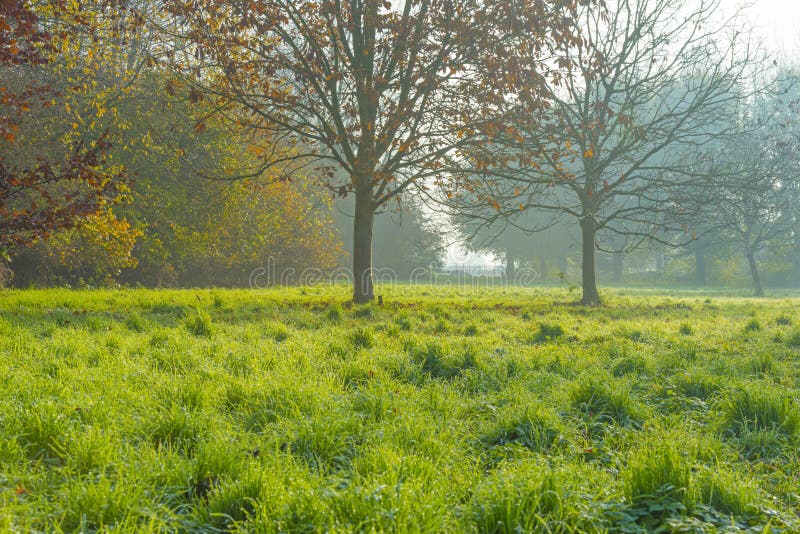 Trees in Fall Colors in a Green Grassy Field in Sunlight in Autumn ...