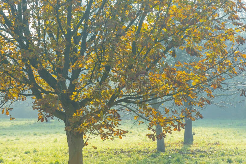 Trees in Fall Colors in a Green Grassy Field in Sunlight in Autumn ...