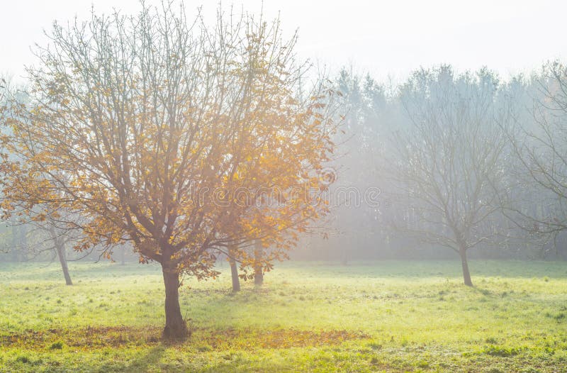 Trees in Fall Colors in a Green Grassy Field in Sunlight in Autumn ...