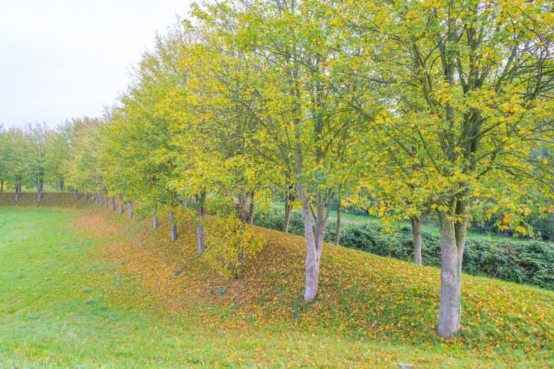 Trees in Fall Colors in a Green Grassy Field in Sunlight in Autumn ...