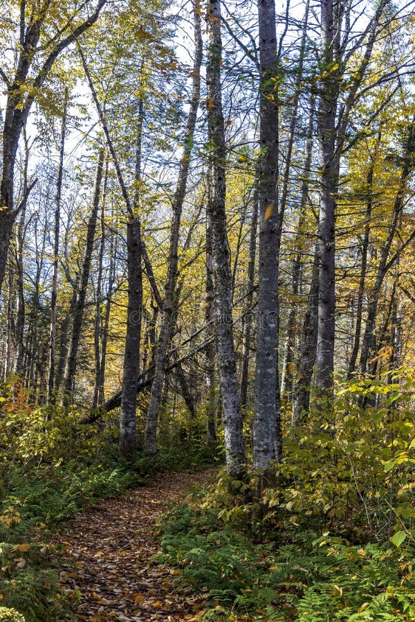 Trees with Fall Colors at Jacques Cartier National Park. Quebec. Canada ...