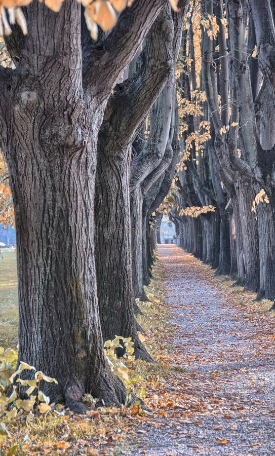 Trees and Fall Colors of Lucca - Italy Stock Image - Image of avenue ...