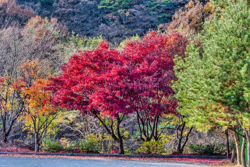 Trees in Fall Colors in Mountain Park Stock Image - Image of lush ...