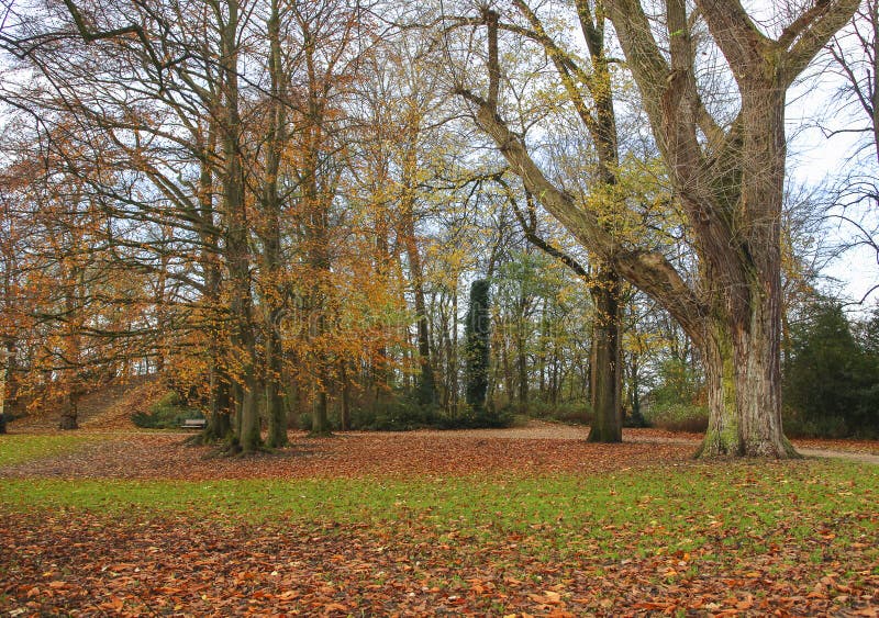 Row of English Oak Trees in Autumn Colors Stock Photo - Image of autumn ...