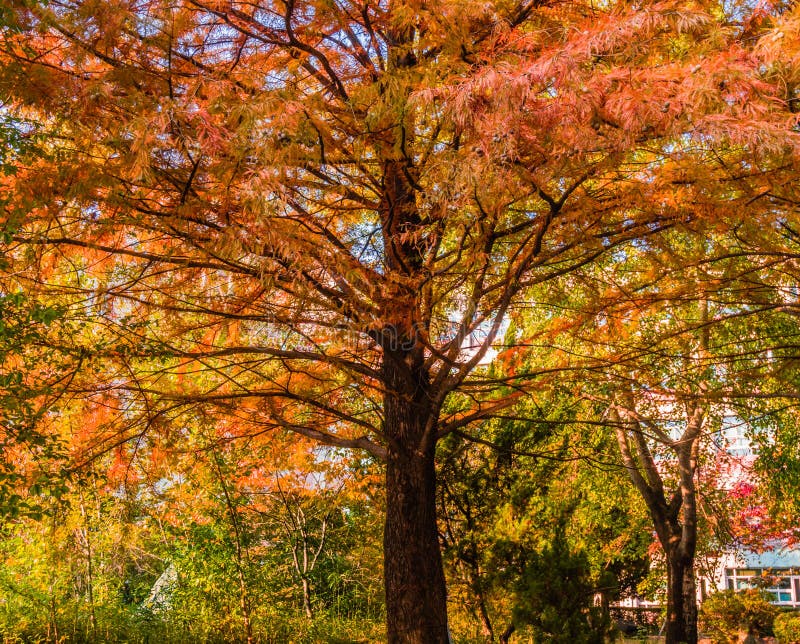 Trees in Fall Colors of Red Yellow and Orange Stock Photo - Image of ...