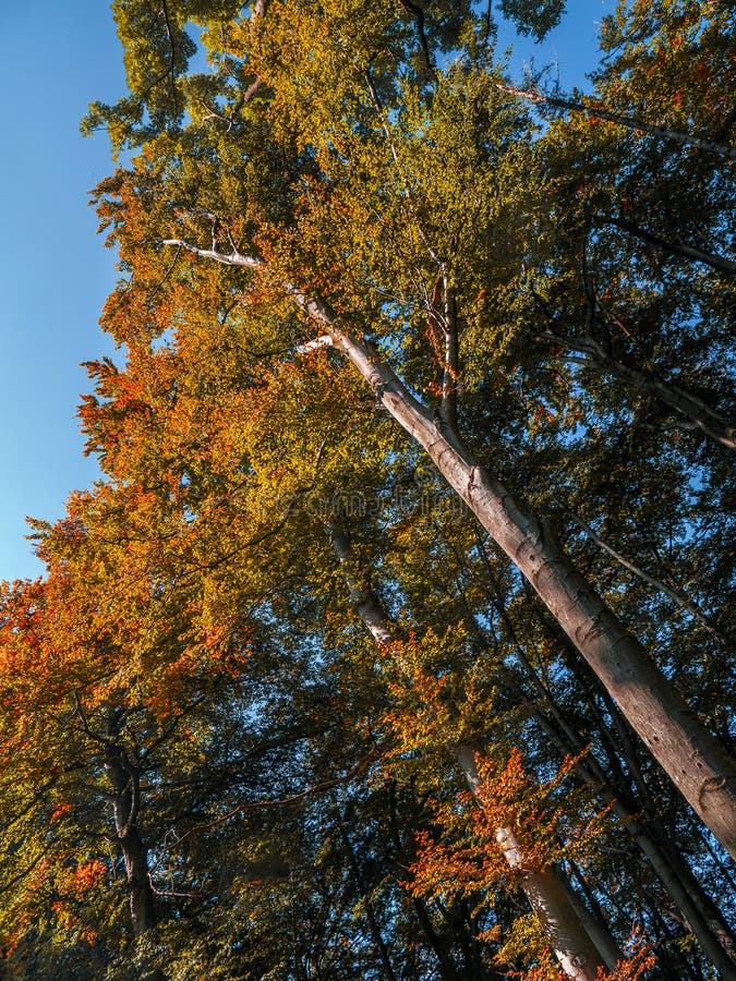 Trees in fall colors stock image. Image of forest, nature - 45358337