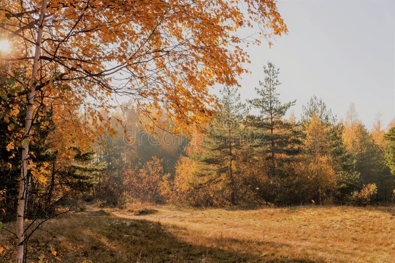 Trees in fall colors stock image. Image of forest, sunny - 102420649