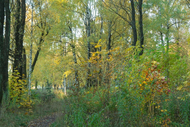 Trees in fall colors stock photo. Image of sunny, scene - 102420706