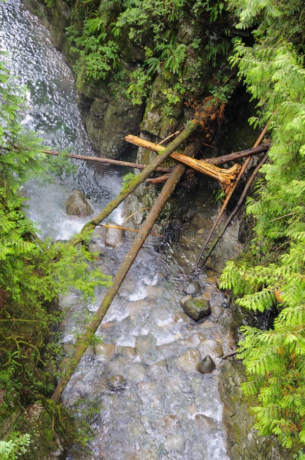 Trees Fall Down and Become Bridges of a Stream Stock Photo - Image of ...